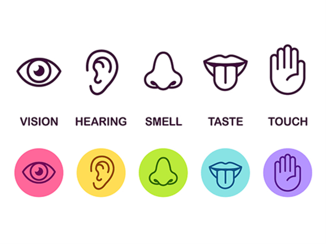 The Five Senses In Arabic, Body Parts and Useful Vocabulary - Kaleela App