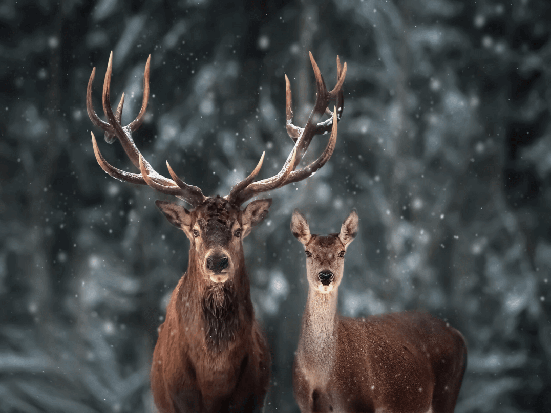 Two main types of deer in the middle east (And where to find them ...