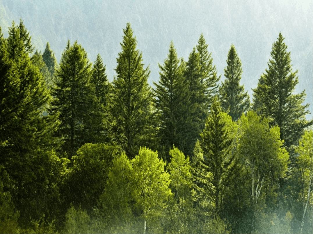 Types Of Trees In Arabic – Species You Will Find In The Middle East ...